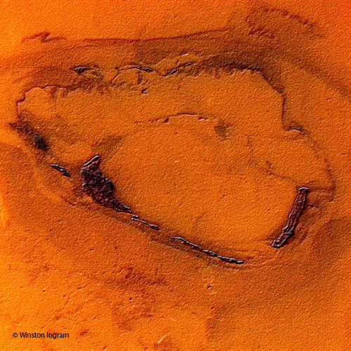 Human Eye | Microbus Microscope Educational Website