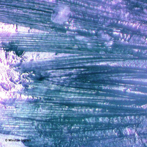 Fish | Microbus Microscope Educational Website