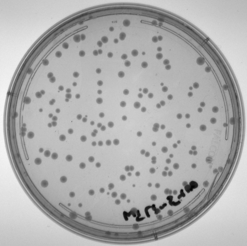 Imagej Notes - Landscape Patterns - Premium Full HD Collection