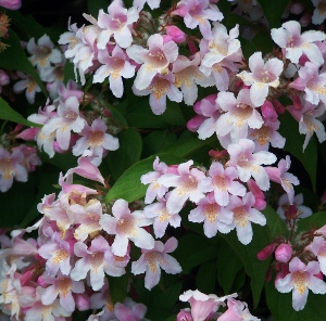 Old-Fashioned Shrubs | Mike's Garden Top 5 Plants