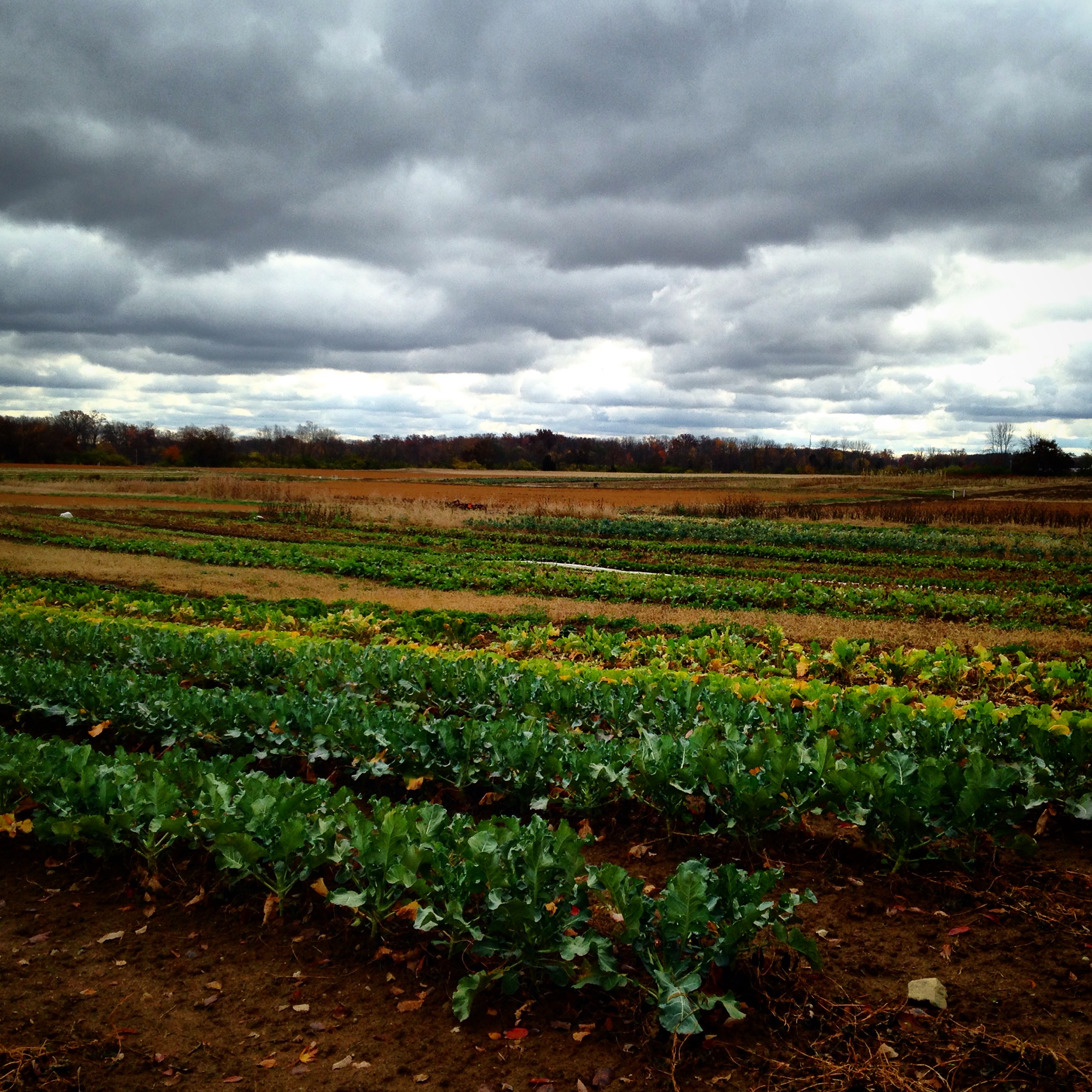 Photo Gallery – Mile Creek Farm
