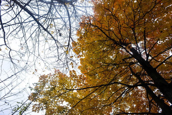 Mprb Autumn Update Taking Stock Of The Evolving Urban Forest