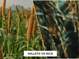 Millets Vs Rice 7 Powerful Reasons To Switch To Millets Today Millet