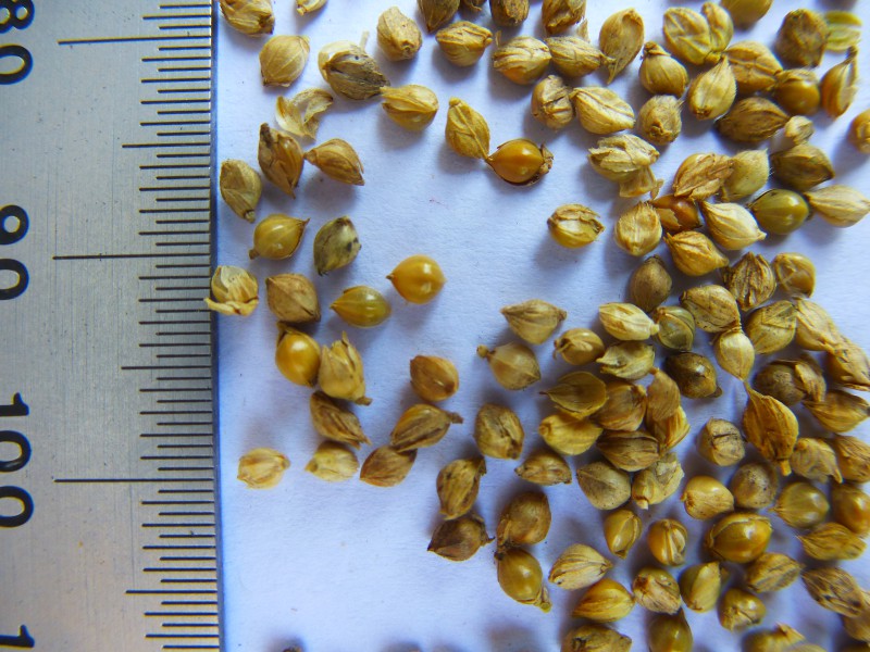 Millets | Healthy, gluten-free, responsible eating