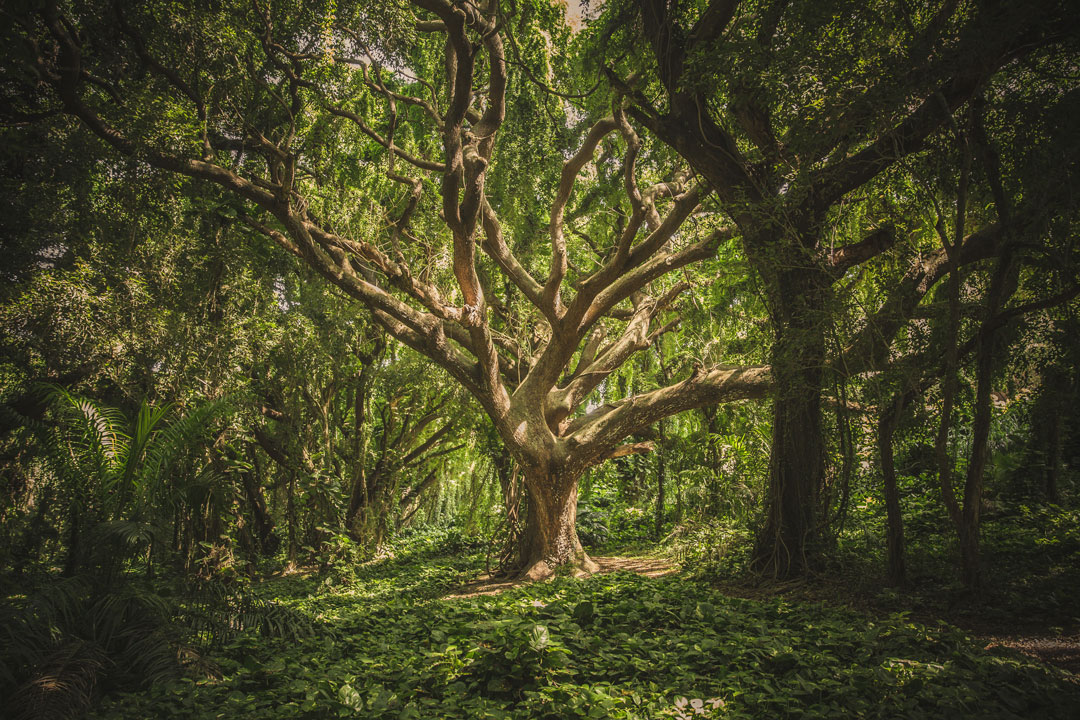 Cognitive Imagery Processing - mindsky health
