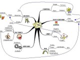 Mind Map Rules