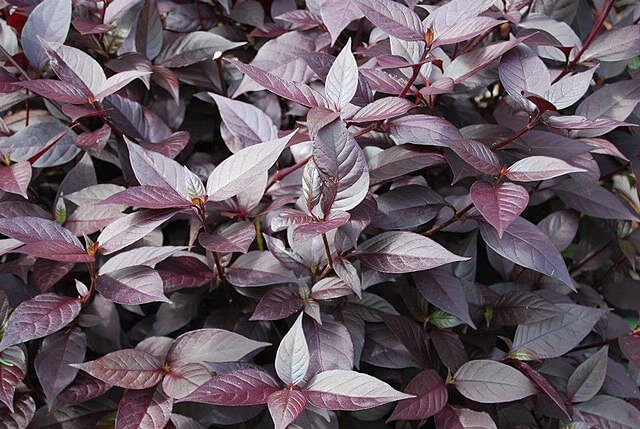 12 Best Garden Plants with Purple Leaves - Mini Garden Spaces