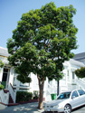Street Science: The Mission's Trees - Mission Local