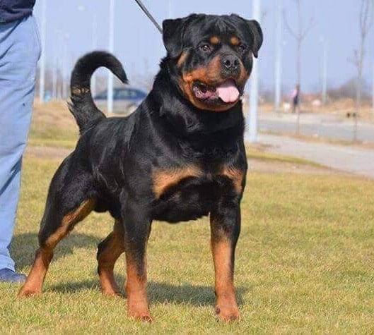 View 25 Male Rottweiler Cropped Ears - cuvierfowall