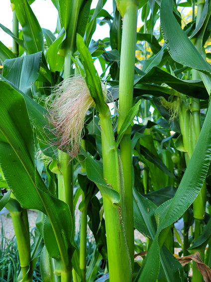 Small Space Corn Growing • Grow with me