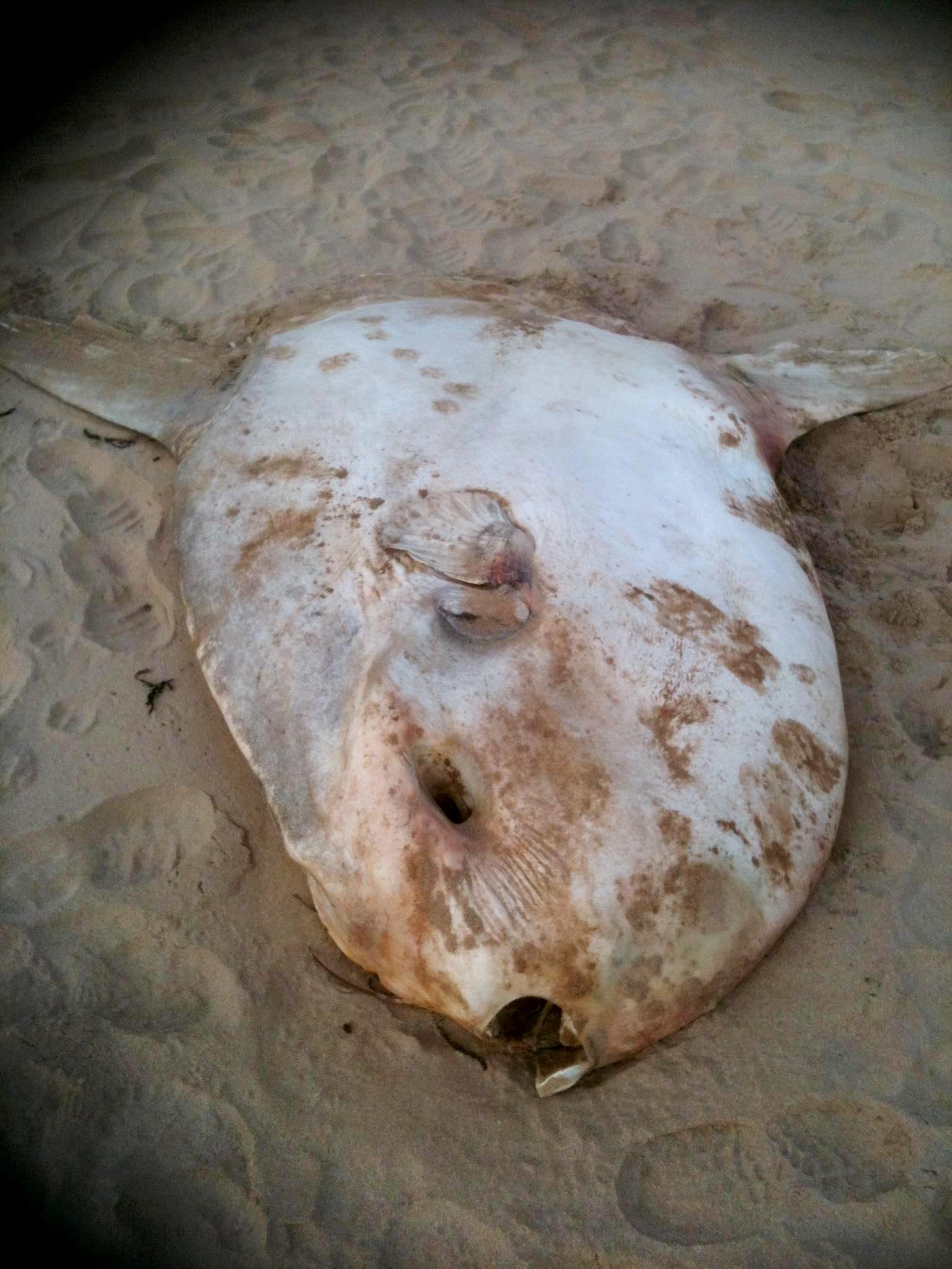 A Summary of Recent Sunfish Sightings in the Encounter Bay/Waitpinga ...