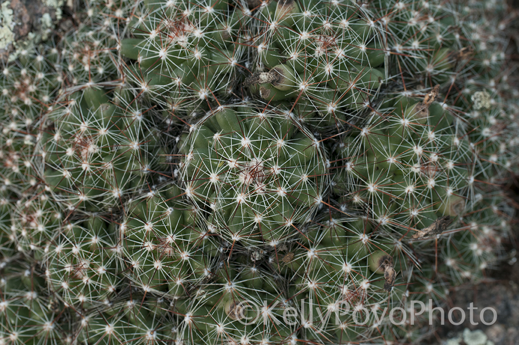 Cactus on the Rocks – Flower Chasers