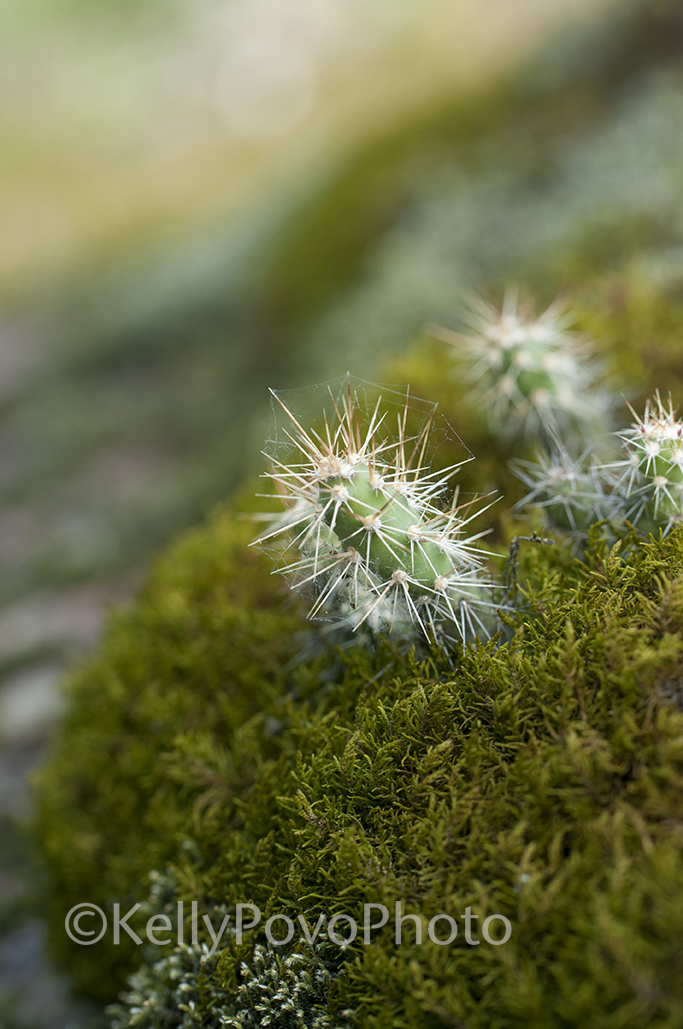 Cactus on the Rocks – Flower Chasers