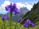 Machine Learning With Iris Dataset