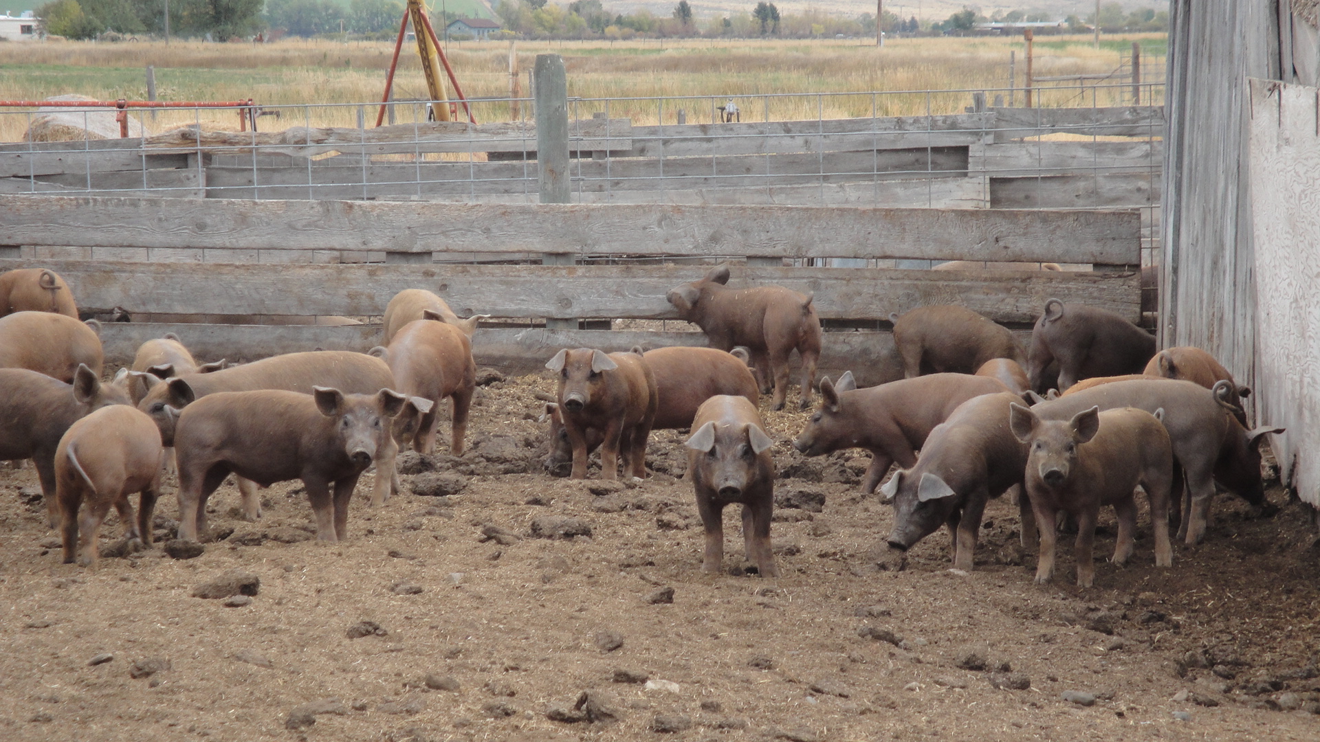Pigs | mohr4