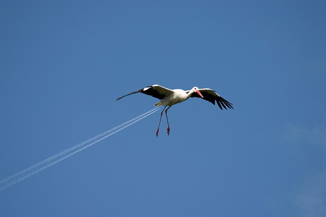 ¿Pajaro o avion? | Magic optical illusions