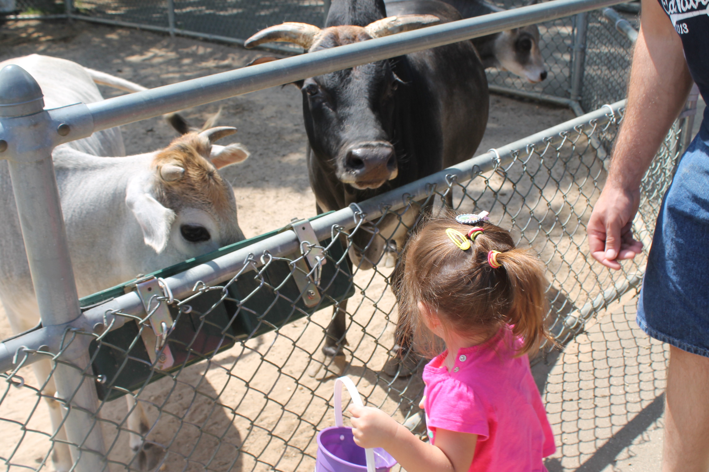 Manorville Animal Farm and Petting Zoo