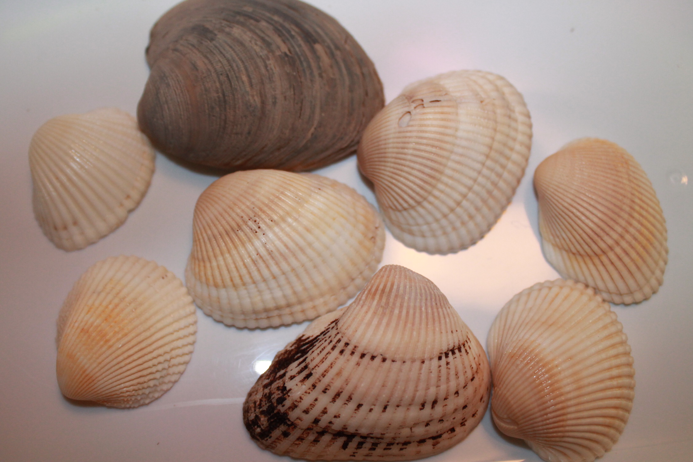 Seashell Crafting is Fun