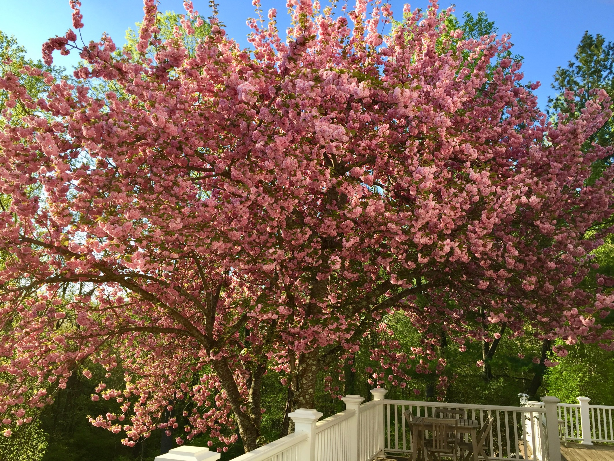May Flowers and Blogging – More Fun Less Laundry