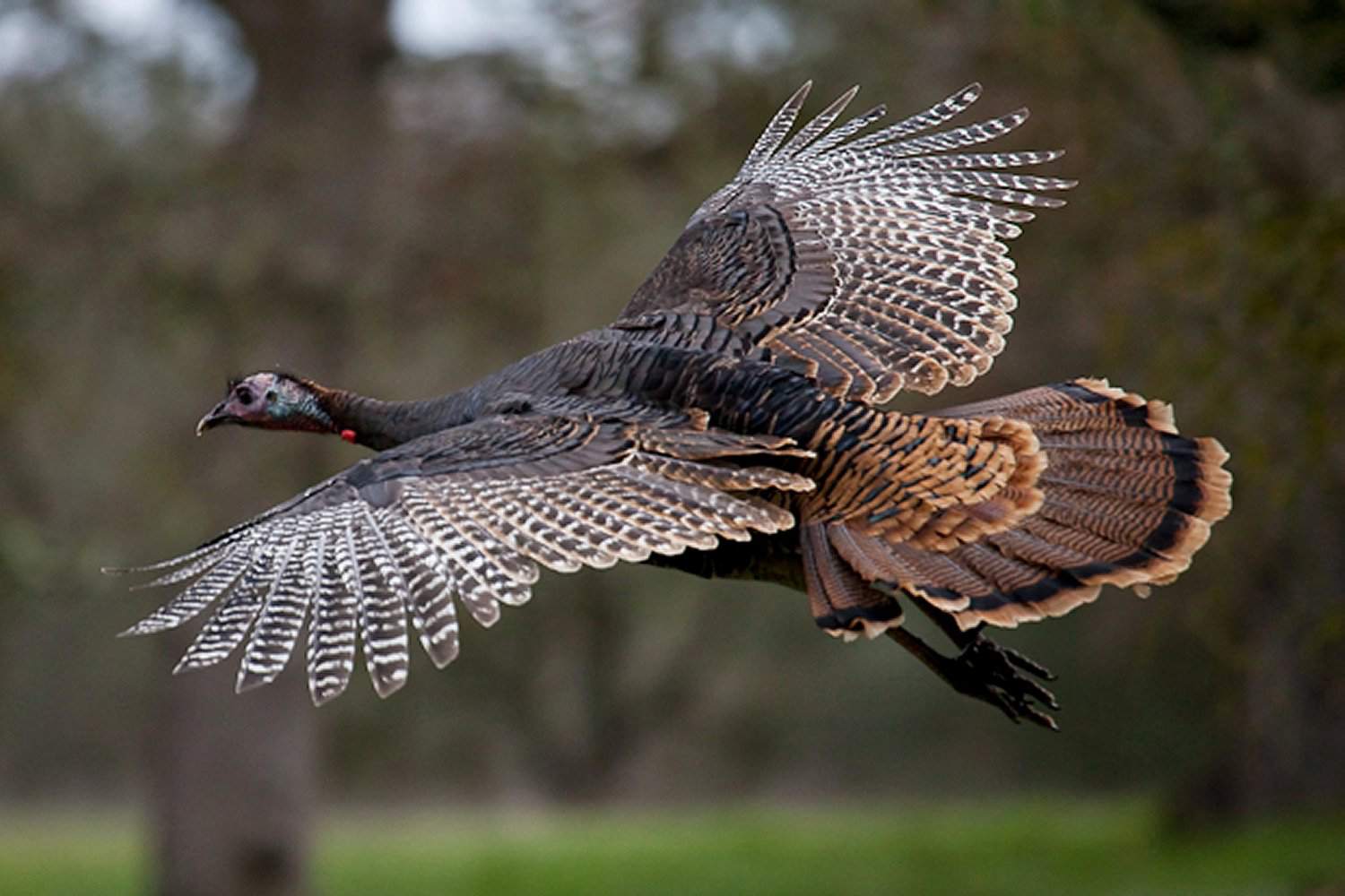 See How Fast You Can Fly More Than Useless see-how-fast-you-can-fly-more-than-useless