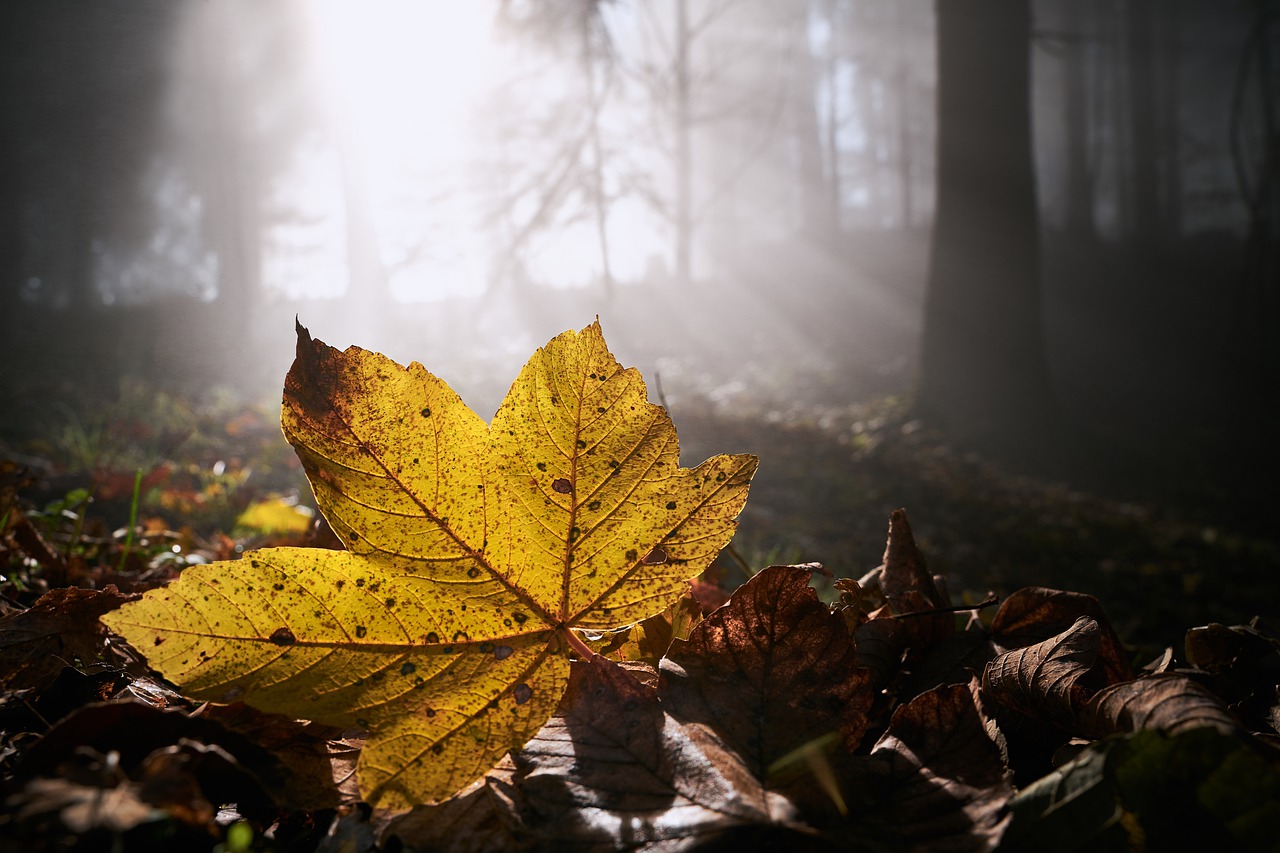 A Leaf Falling in the Early Morning Fog | More than Useless