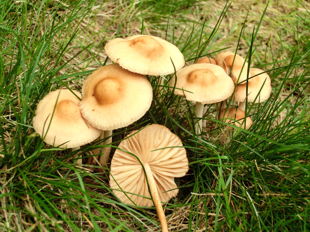 Marasmius oreades – an expensive import? | Tall trees and Mushrooms