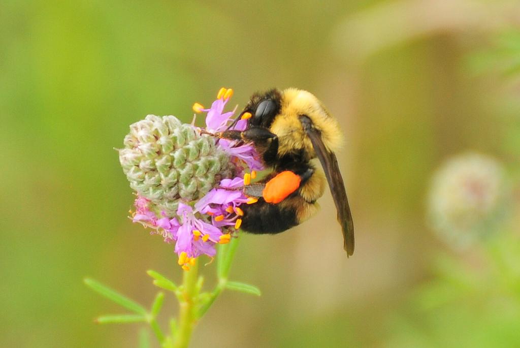 Pollinators | MowryJournal.com