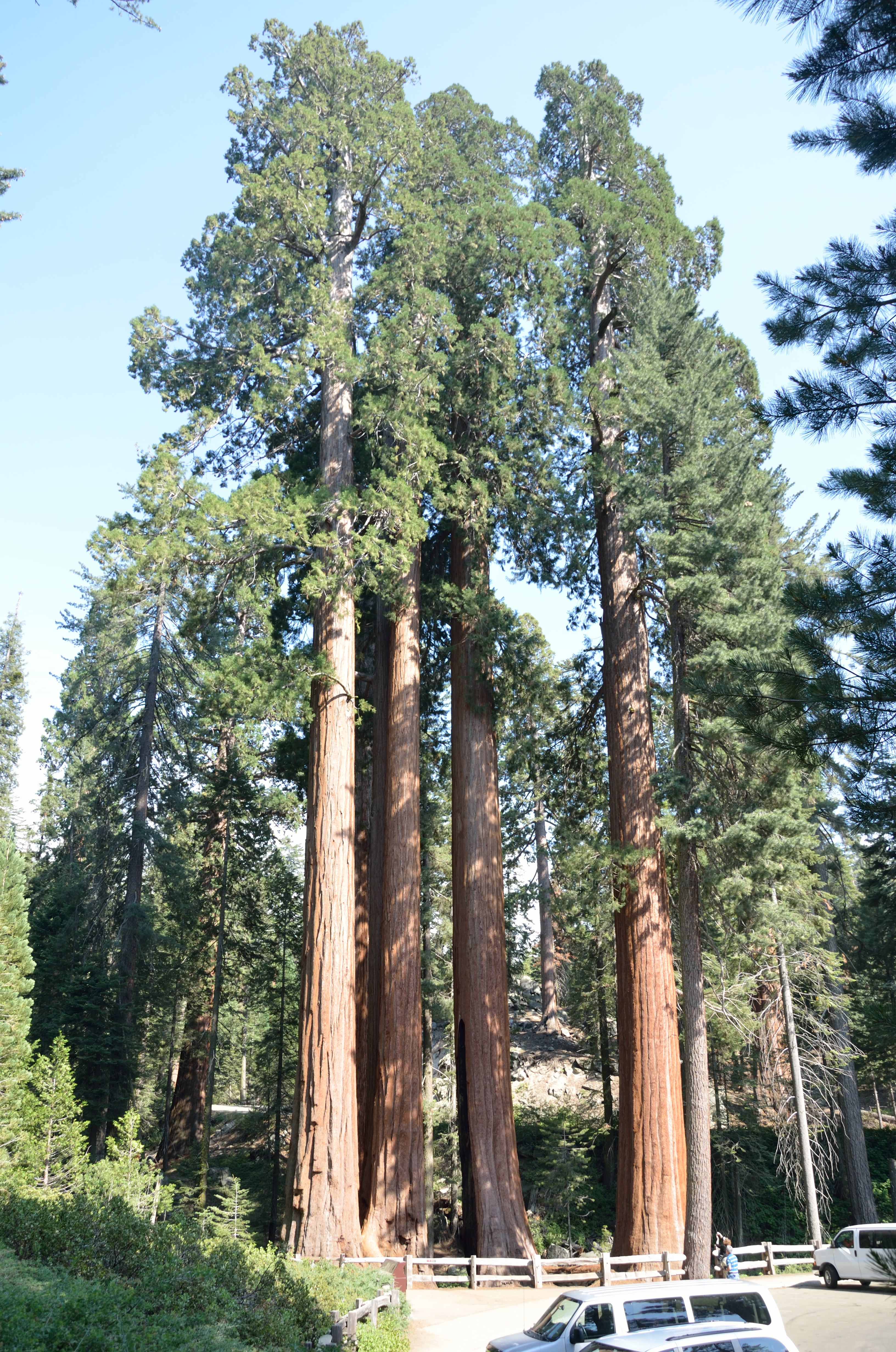 Grant Tree Trail | MowryJournal.com