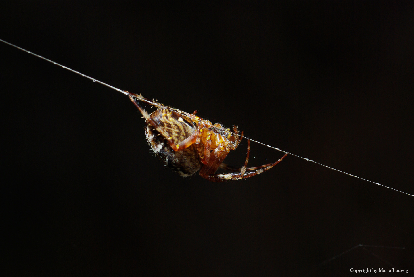 Spider on Stage | Motionpictures Blog