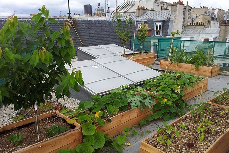 Ces potagers envahissent les toits de Paris et c'est positif