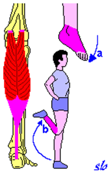 Can Sports Therapy Improve Sports Performance? - Mr Salus Sporting Lab