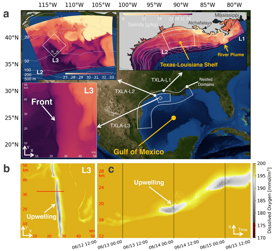 Rapid vertical exchange at fronts in the Northern Gulf of Mexico