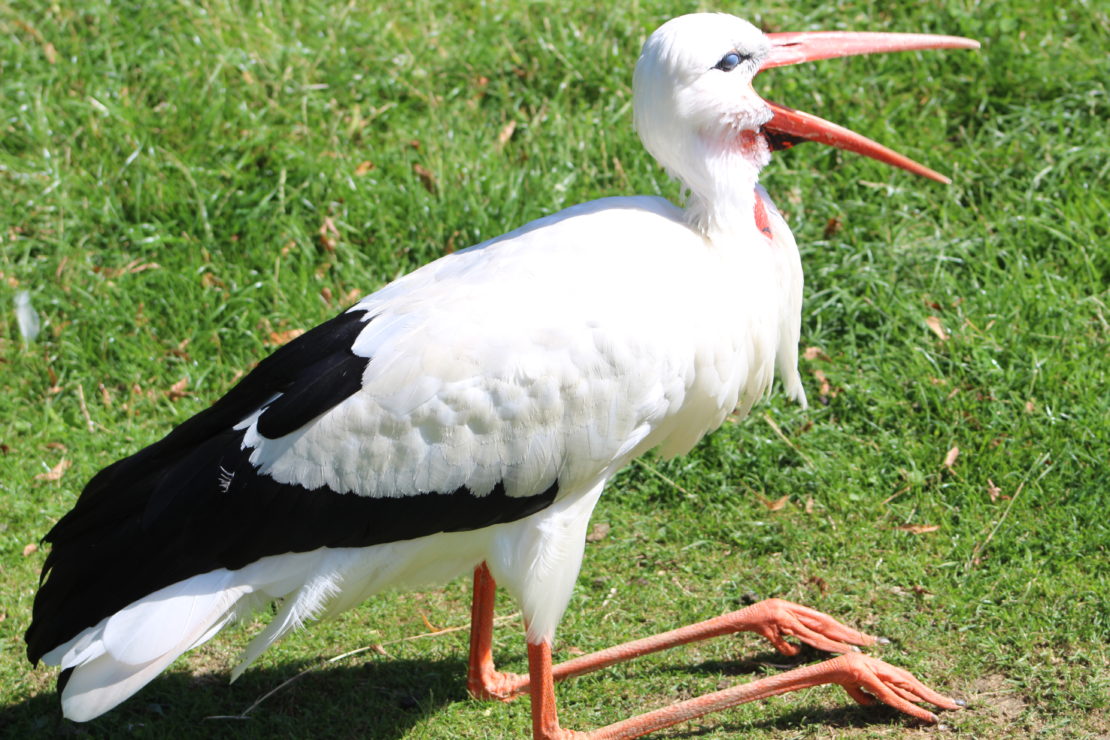 *Review* Hamerton Zoo Park