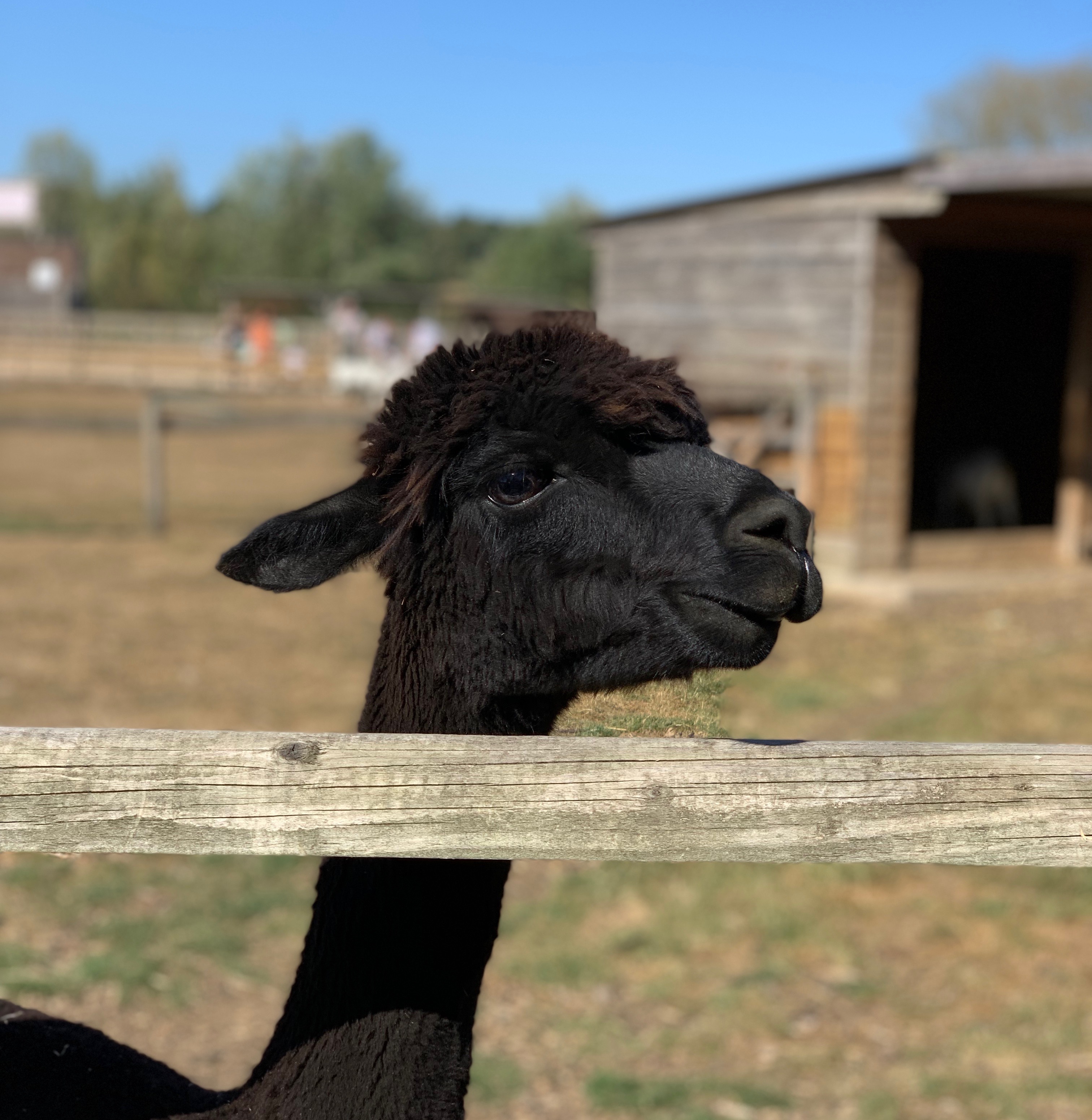 Ten things to do at Willows Activity Farm - Mums Off Duty