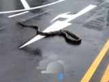 Huge Python Slithers Onto Road Hisses At Passing Vehicles Near