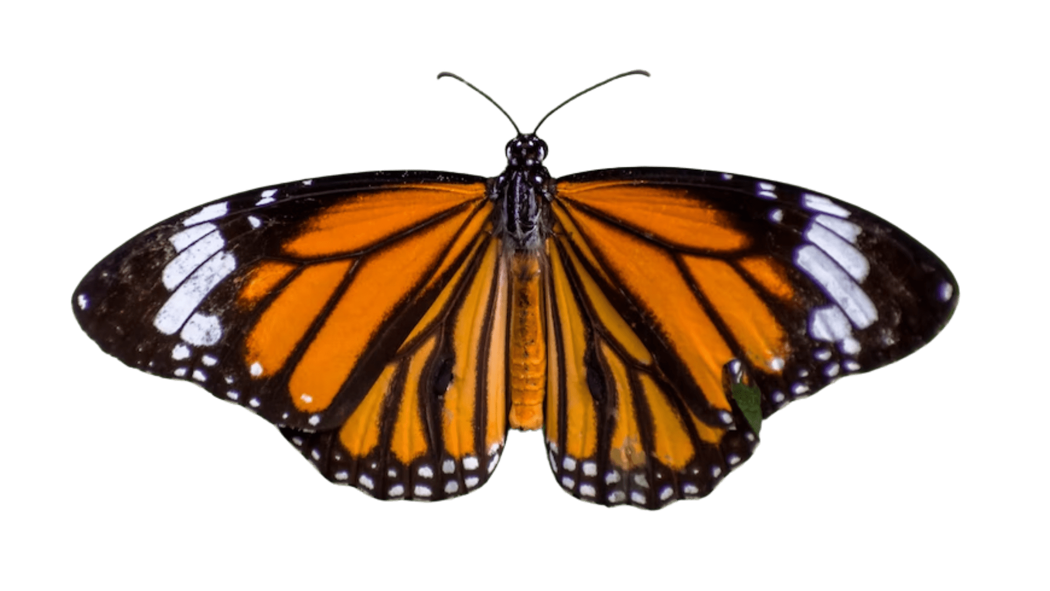 🦋 Monarch Butterfly Tours From Mexico City - Mexico Underground