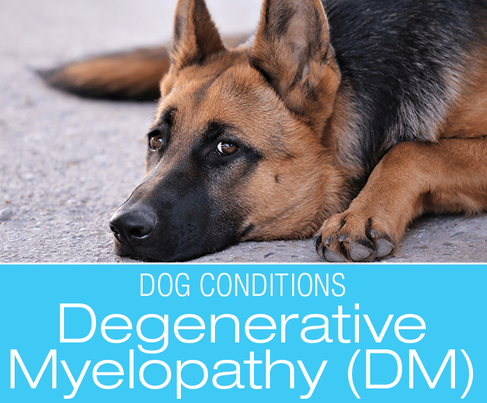 Canine Degenerative Myelopathy (DM): Management Suggestions