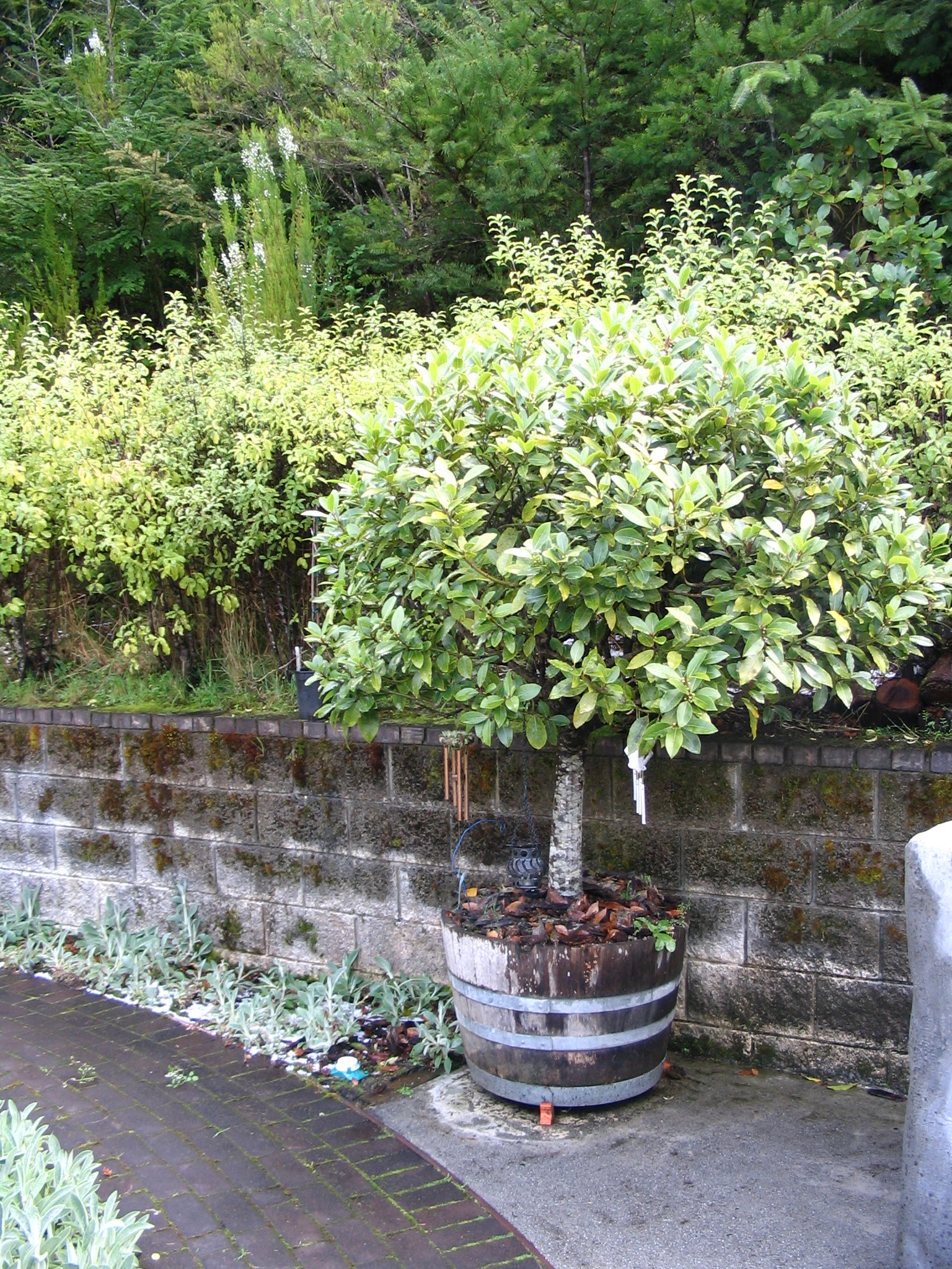 Jennifer and Steve’s Home Garden | Food For Thought Blog