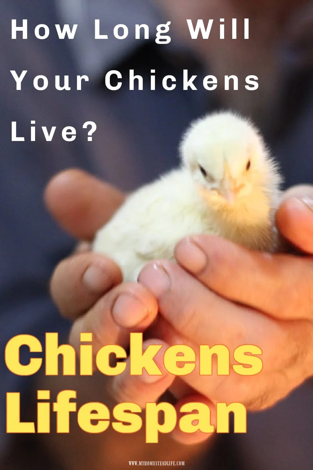 How Long Is A Chickens Lifespan My Homestead Life How Long Is A Chickens Lifespan My Homestead Life
