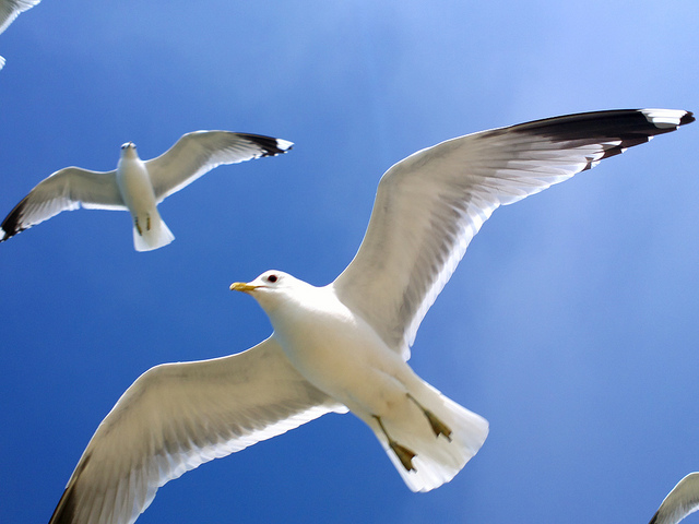 Nokia 808 PureView Seagulls! : My Nokia Blog - 200