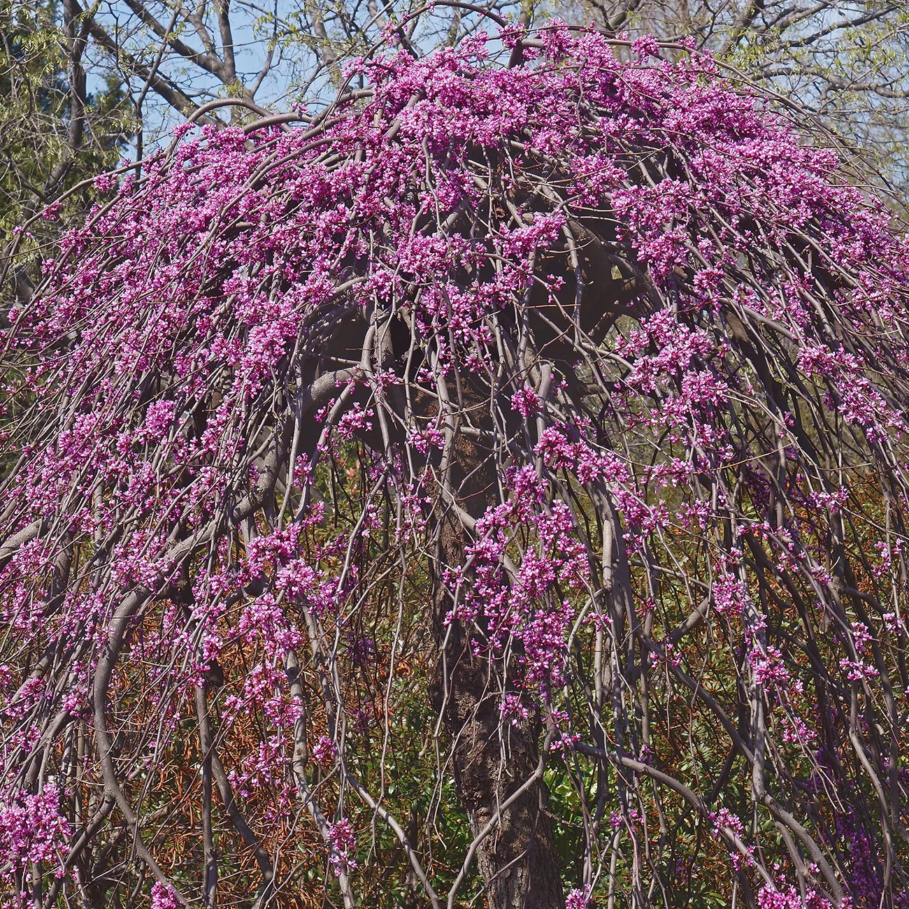 Ruby Falls Weeping Redbud For Sale Buy Redbud Trees Perfect Plants