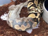 Ball Python Shedding Everything You Should Know