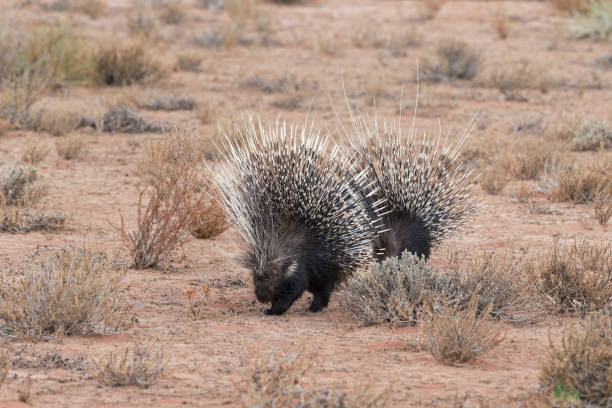 Let’s save the wildlife – Porcupine (Hystrix cristata, Atherurus ...