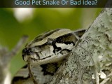 Burmese Python Pet Snake Or Bad Idea