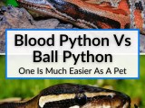 Blood Python Vs Ball Python One Is Much Easier As A Pet