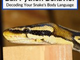 Ball Python Behavior Decoding Your Snake S Body Language