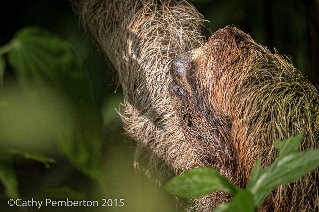 Cathy Pemberton Reviews the FZ1000 | Natural Exposures, Inc.