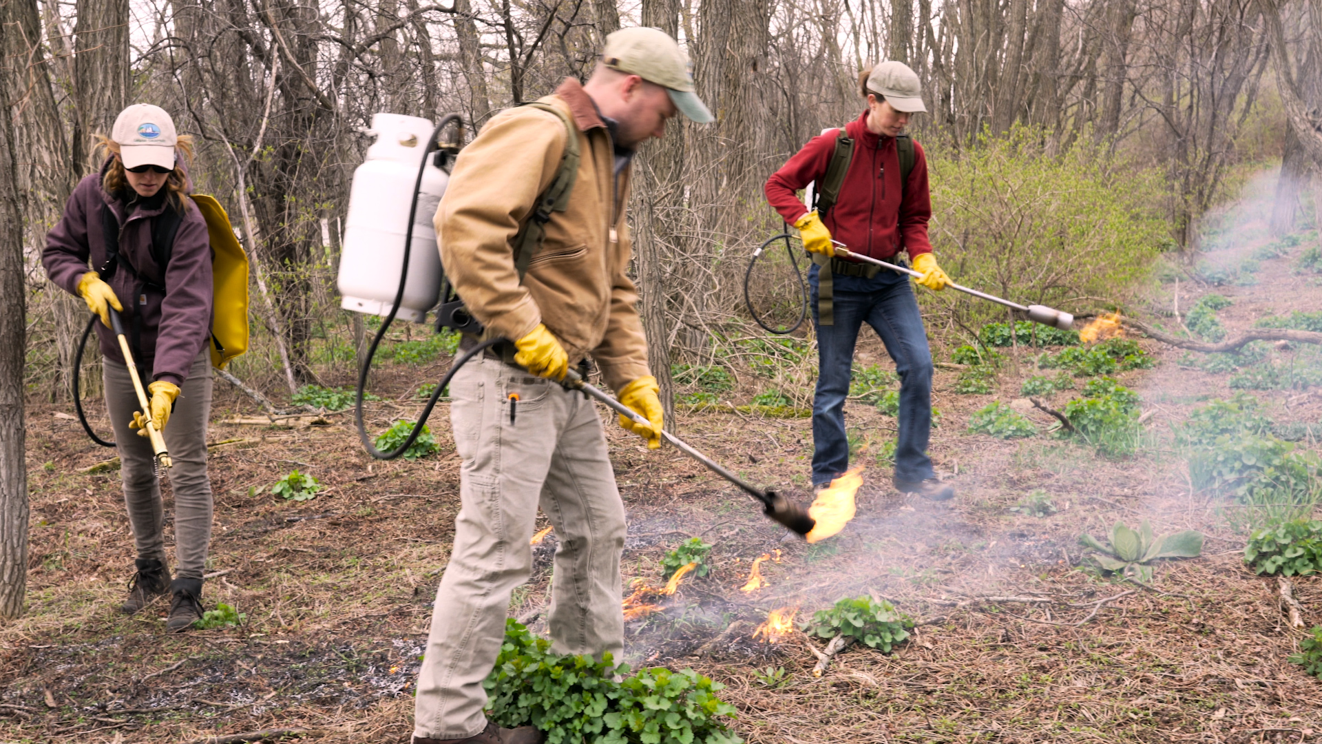 Invaders! Combating the Spread of Garlic Mustard – Nature Change