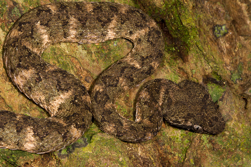 Subjects Snakes : Nature Closeups