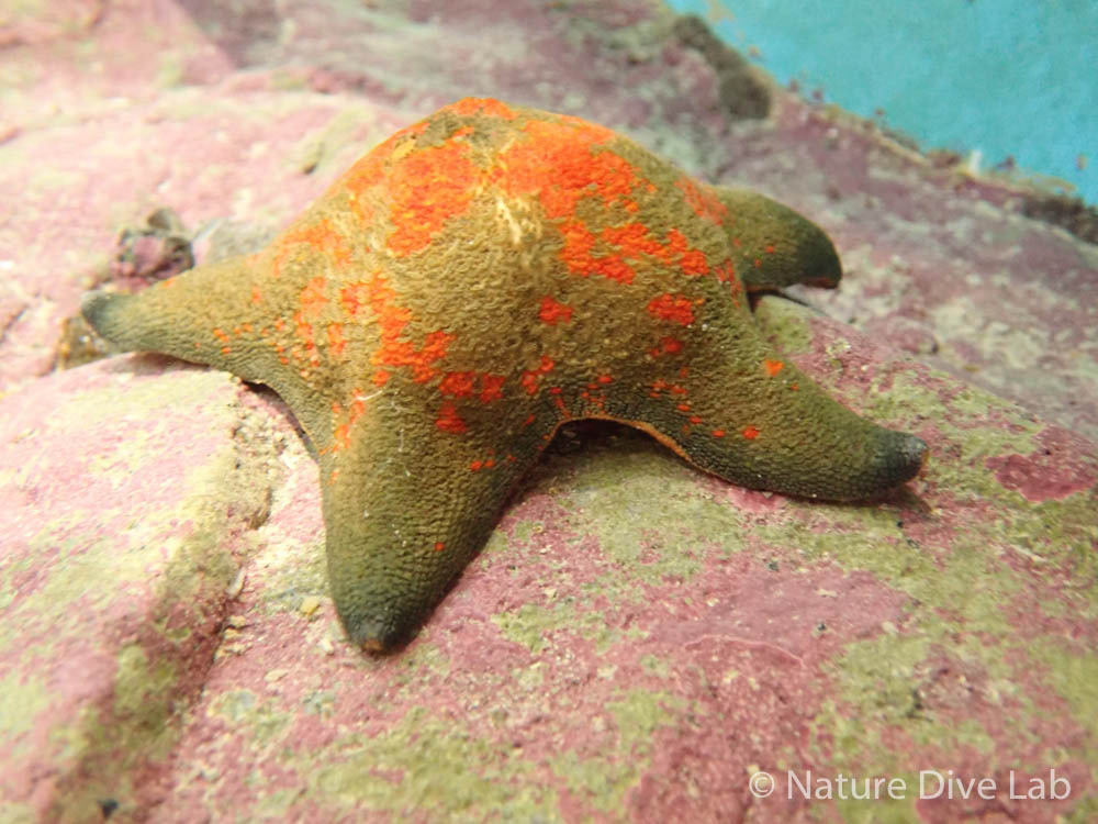 【終了】8/22 まめラボオンライン | Nature Dive Lab（ネイチャーダイブラボ）